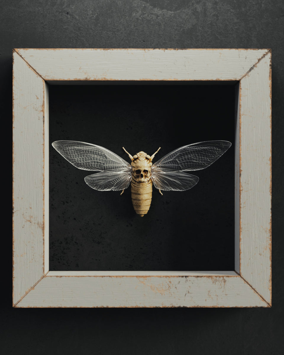 Skull Cicada - 3D print files – Paul Braddock